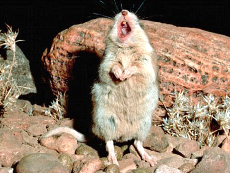 Mice at the opera | Bibliolore